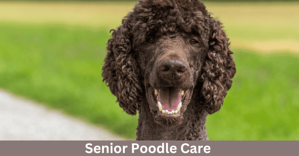 Senior Poodle Care: 8 Tips to Keep Your Aging Poodle Healthy