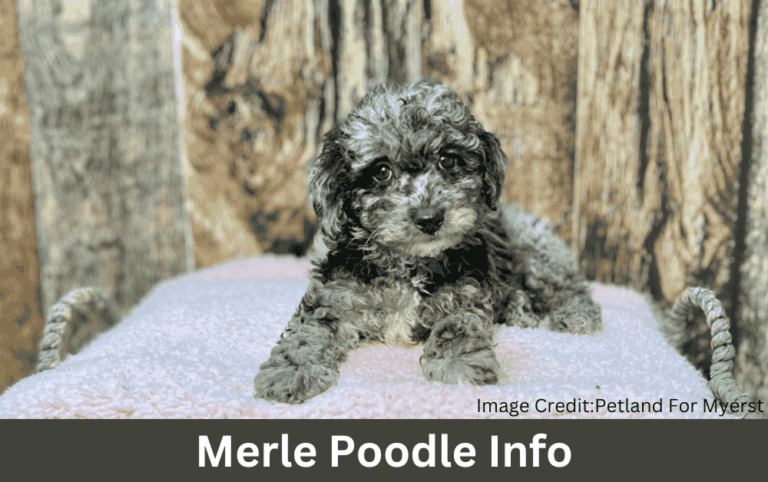 What is a Merle Poodle? Genetics, Temperament, Care & Price